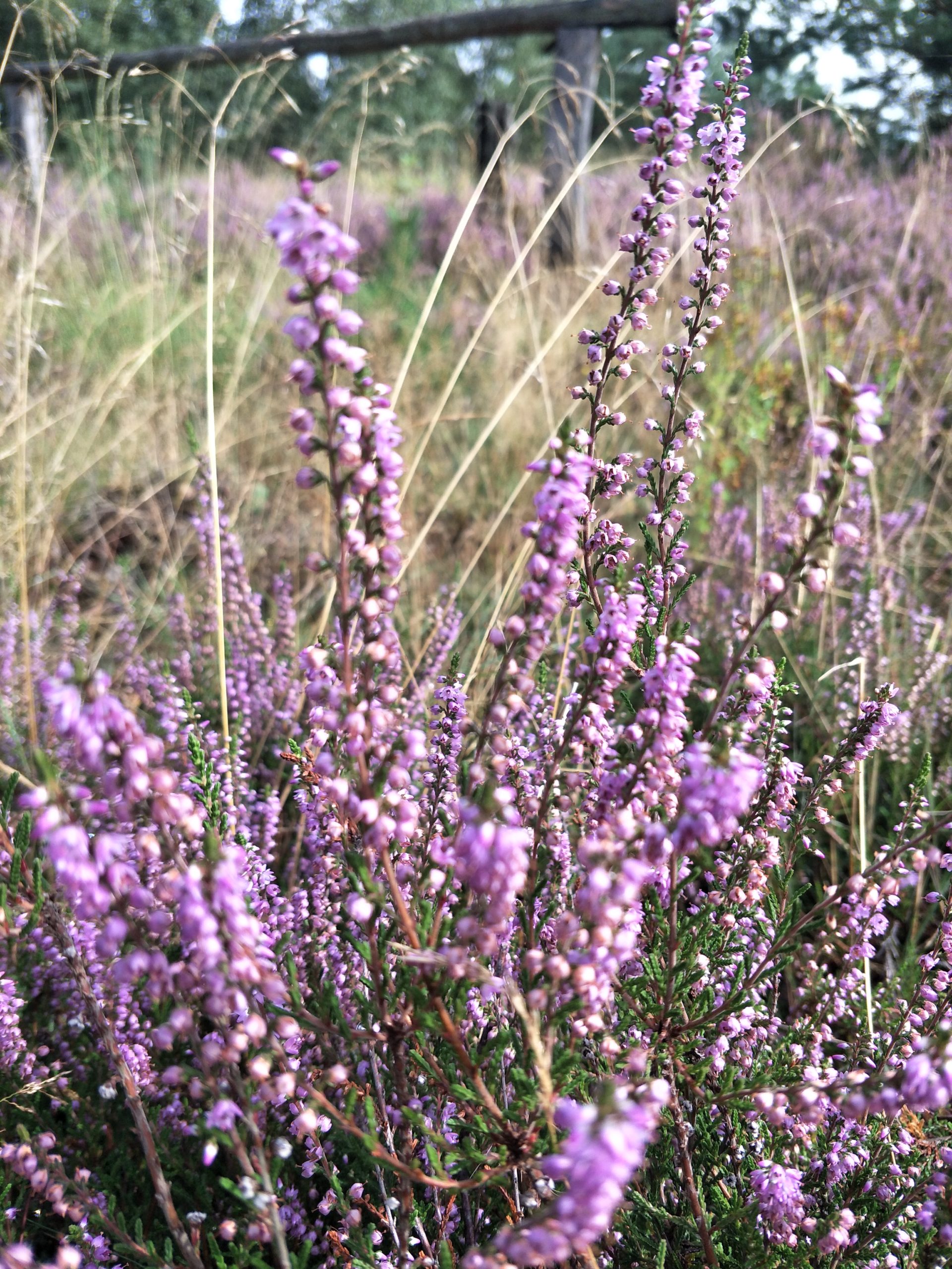 Lüneburger Heide während der Heideblüte – Wind und Wetter wandern